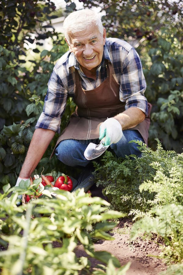 Senior Man Working in Garden Stock Image - Image of gardening ...