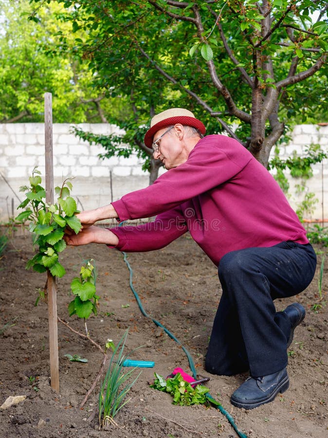 878 Old Man Gardening His Garden Stock Photos - Free & Royalty-Free ...