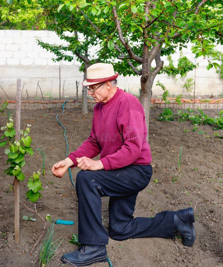 746 Old Man Gardening His Garden Photos - Free & Royalty-Free Stock ...