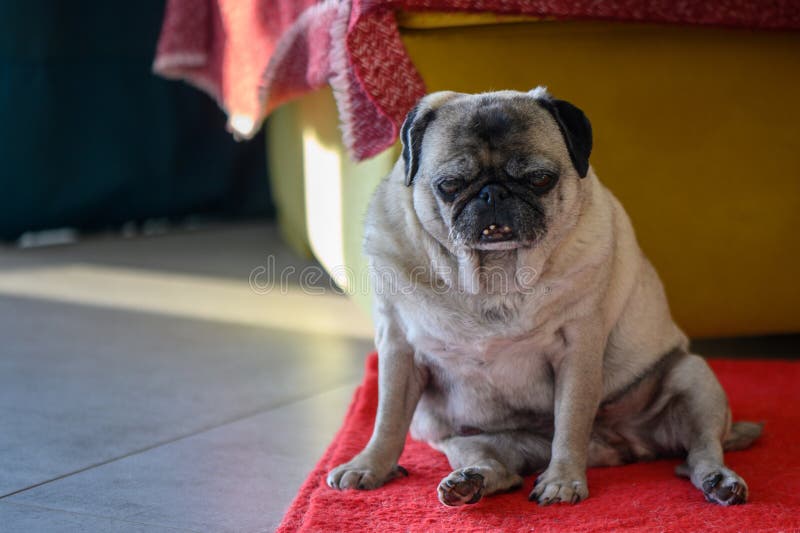 Senior Pug Resting at Home 5 Stock Image - Image of puppy, emotion ...