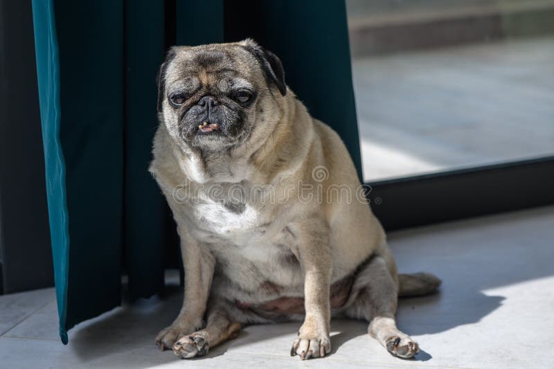 Senior Pug Resting at Home 8 Stock Photo - Image of purebred, brown ...