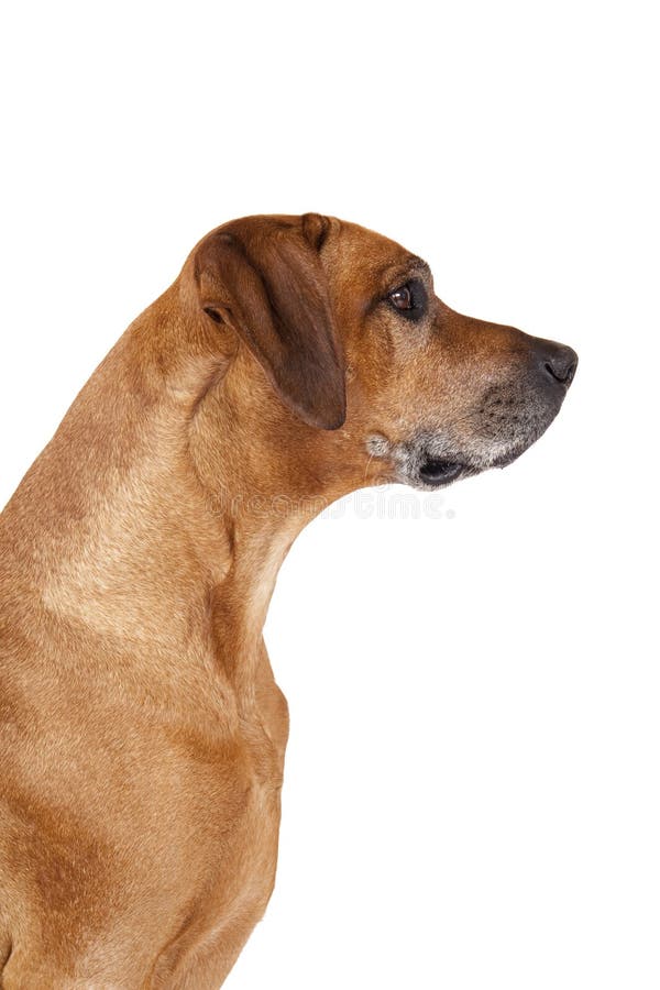 Senior Rhodesian Ridgeback Male Stock Photo - Image of length, alert ...
