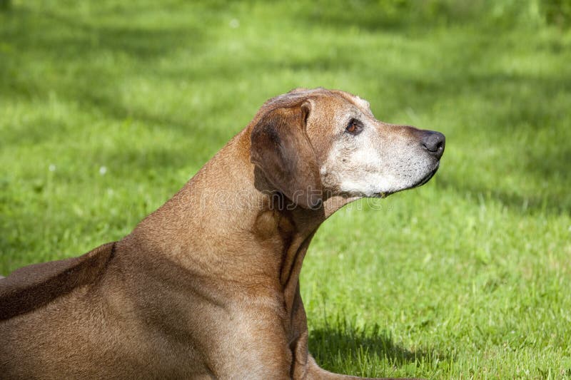 Senior Rhodesian Ridgeback Pointer Cur Mix Breed Dog Panting Tongue ...