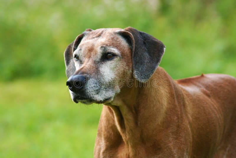 Senior Rhodesian Ridgeback Pointer Cur Mix Breed Dog Panting Tongue ...