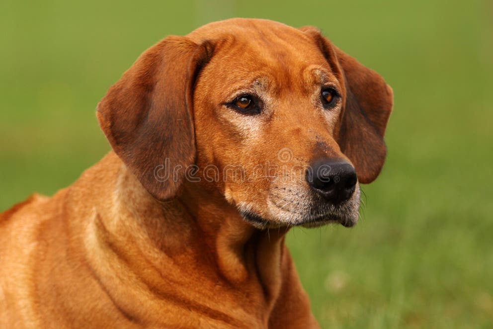 Senior Rhodesian Ridgeback Female Stock Image - Image of front, full ...