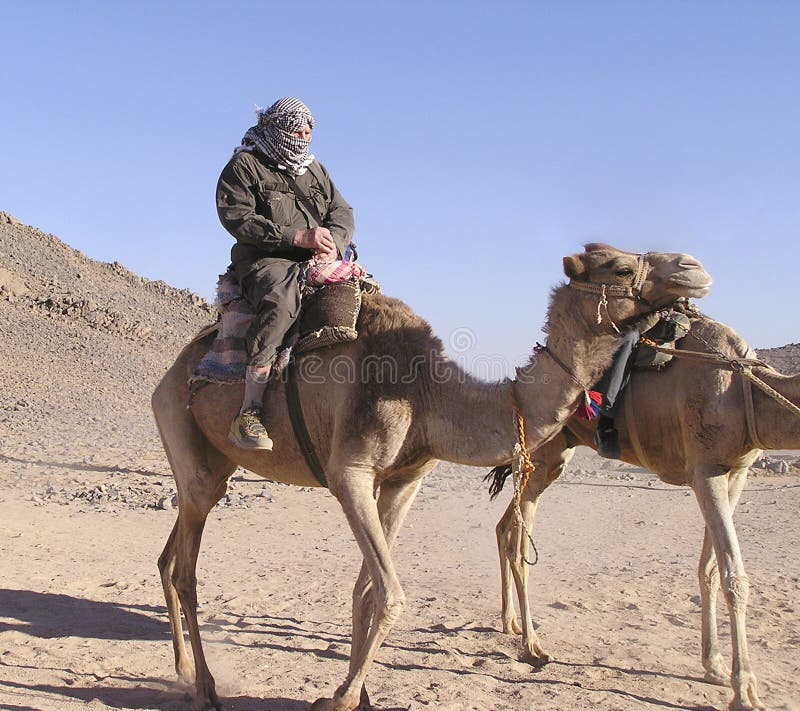 Senior tourist on camel 4 stock image. Image of mature, elderly - 98197