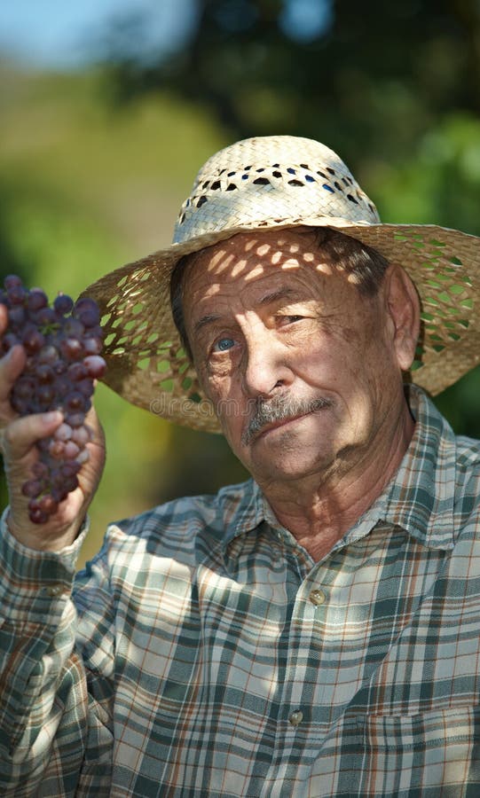 Vintner examining grapes stock photo. Image of harvest - 3179974