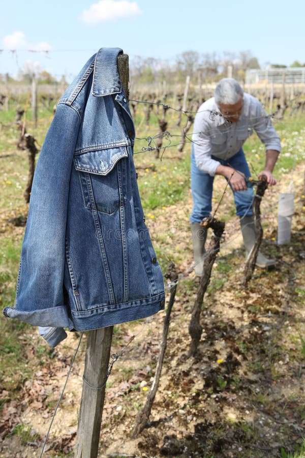Senior Vintner Working in Vineyard Stock Photo - Image of pesticides ...