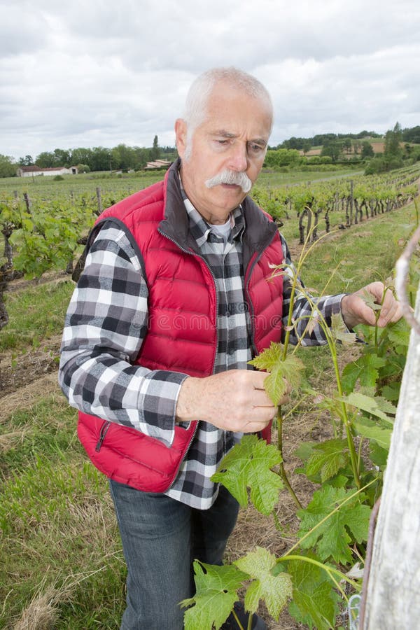 Senior Wine Grower Working in Vineyard Stock Image - Image of caucasian ...
