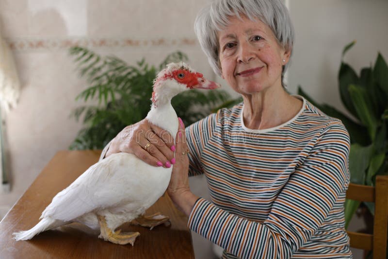 Senior woman and her duck stock image. Image of livestock - 314045213