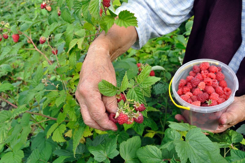 Senior Woman Picking Ripe Raspberries Stock Image - Image of plant ...
