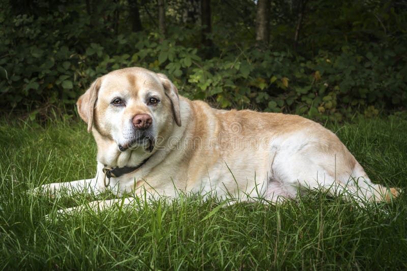 Senior Yellow Labrador Laying Down Looking at the Camera in Autumn ...