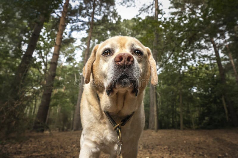 Senior Yellow Labrador Looking at the Camera in Autumn Stock Image ...
