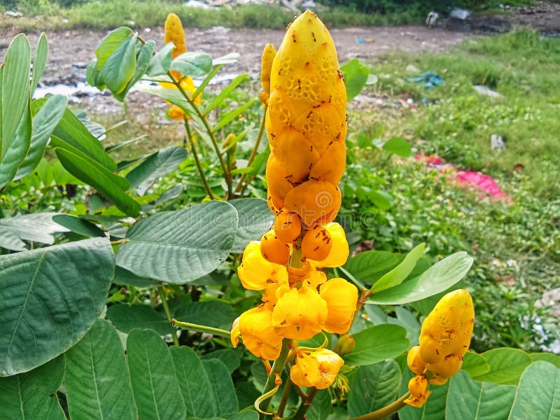 Senna Alata or Ketepeng Flower are Very Beautiful Stock Image - Image ...