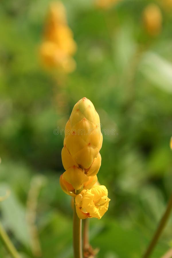 The Senna Alata or Candle Bush, Candelabra Bush, Ringworm Shrub Stock ...