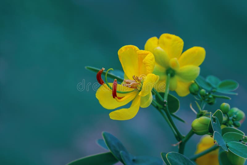 Senna Bicapsularis (L.) Roxb (03) Stock Photo - Image of animal, petal ...