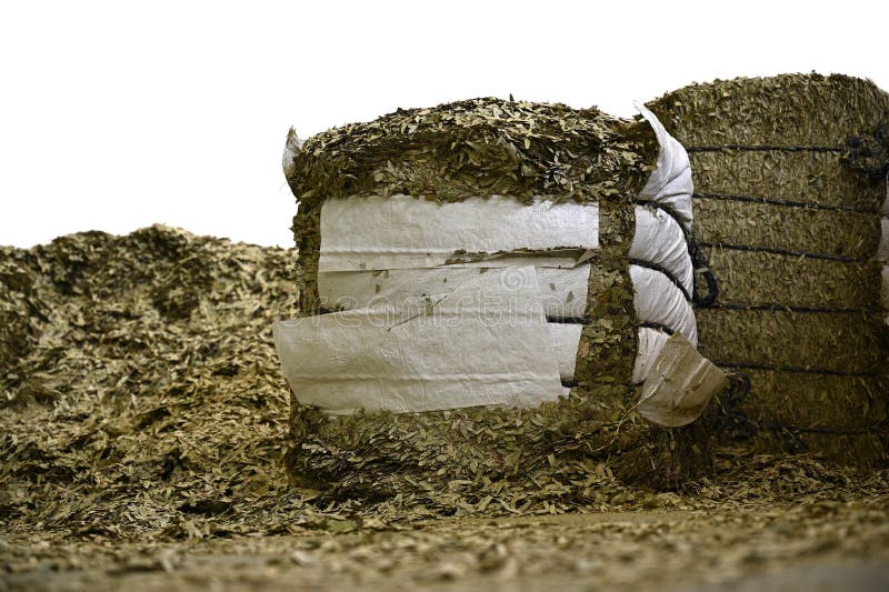 Senna Herb Constipation and Laxative Stock Image - Image of ...