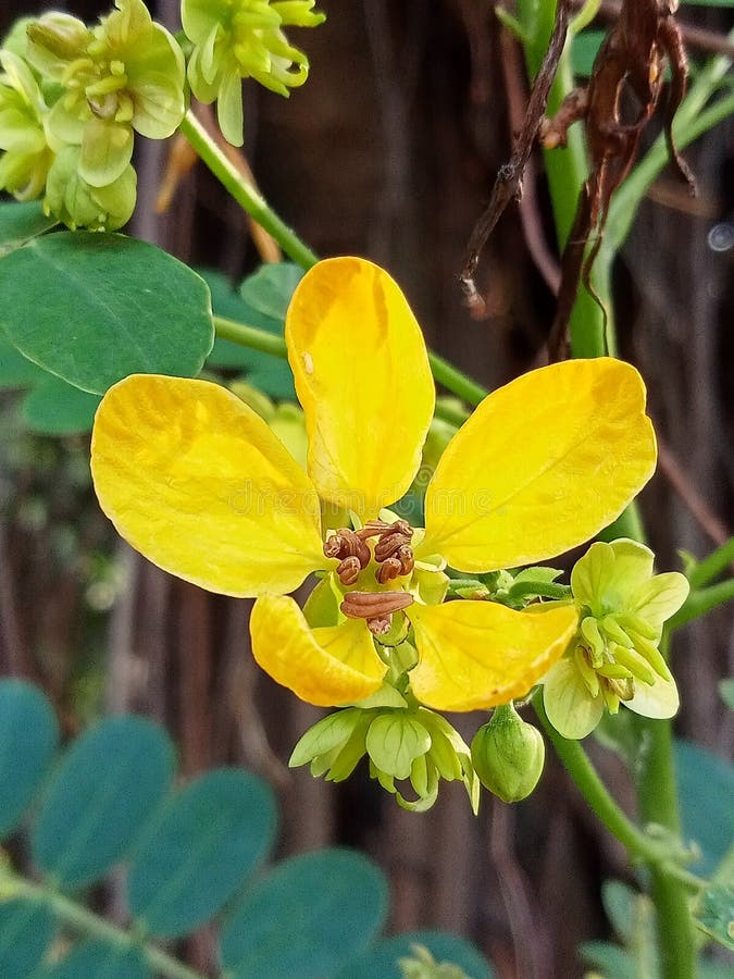 Senna Obtusifolia Flower, Known by the Common Name Chinese Senna Stock ...