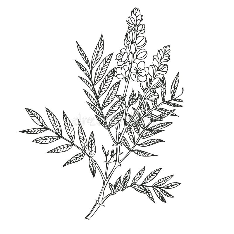 Senna Plant on a White Background Stock Vector - Illustration of ornate ...