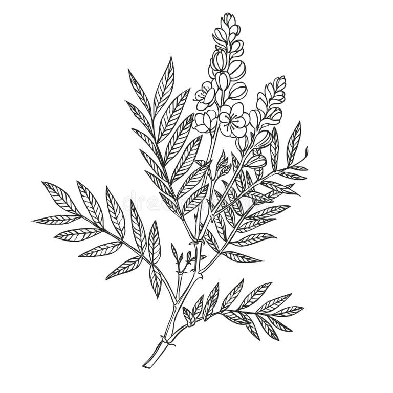 Senna Plant Stock Illustrations – 194 Senna Plant Stock Illustrations ...
