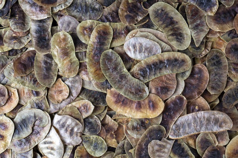 Senna Pods or Cassia Acutifolia Stock Image - Image of legumes, plant ...