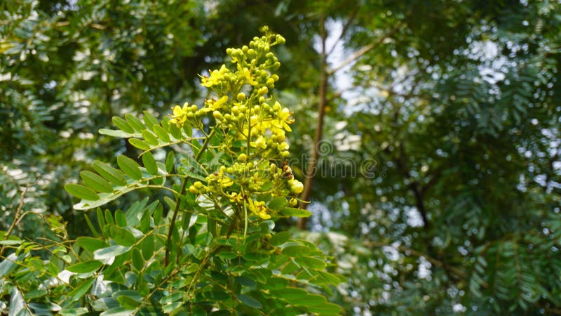 Senna Siamea Flowers with Plants Stock Image - Image of tropical, green ...