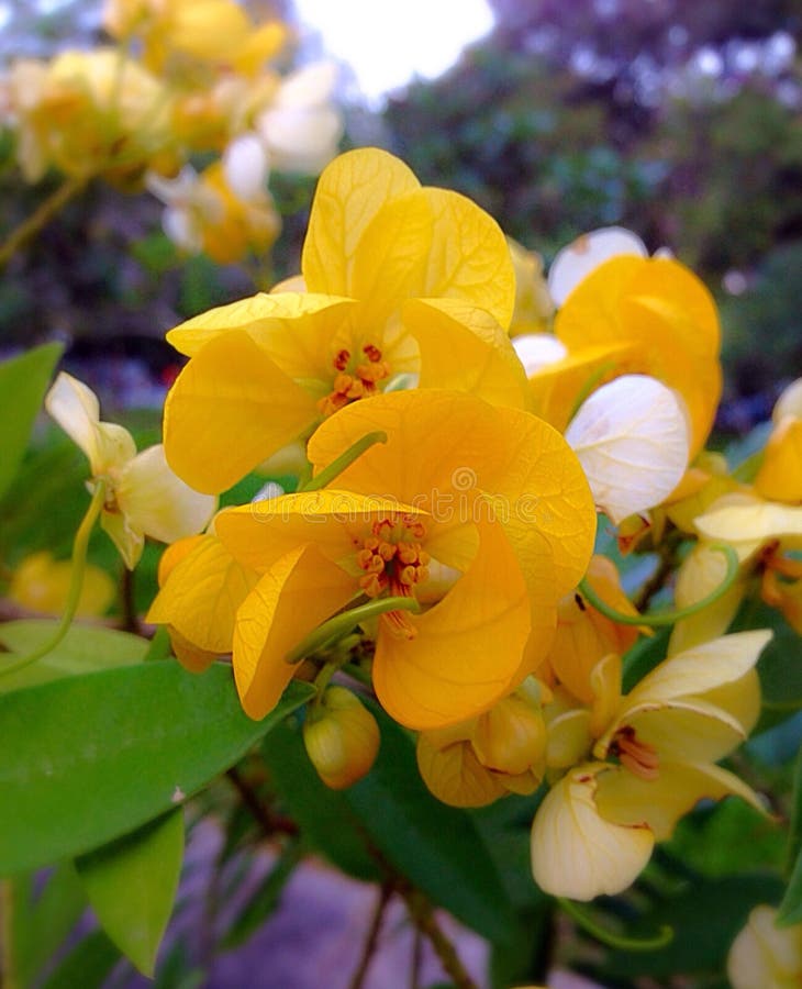 Senna spectabilis stock photo. Image of animals, senna - 134334902