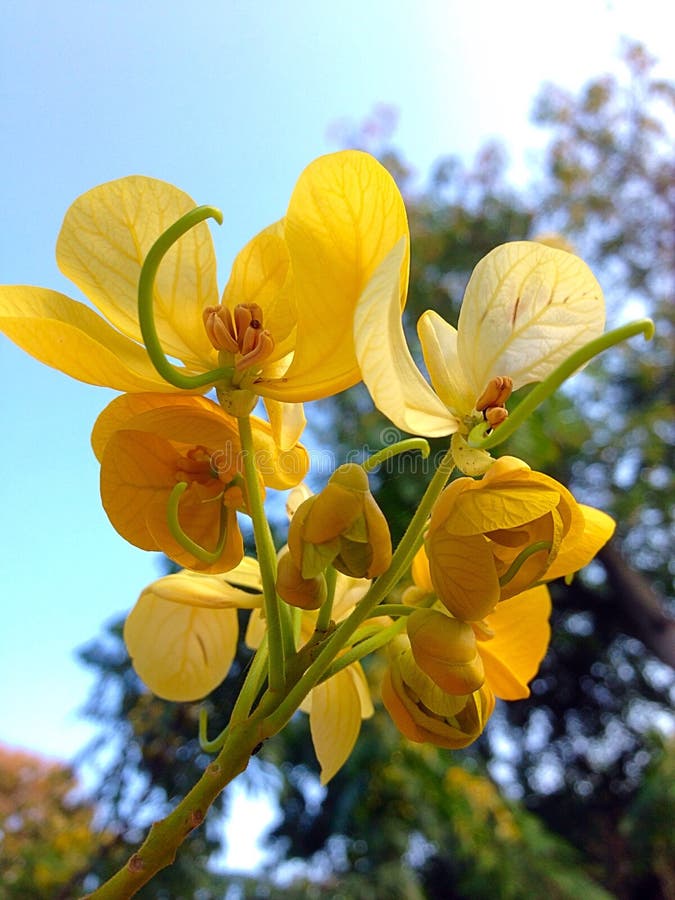 103 Spectabilis Senna Stock Photos - Free & Royalty-Free Stock Photos ...