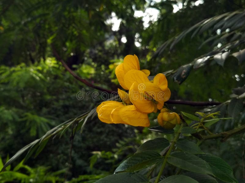 A Vibrant Cluster of Yellow Senna Spectabilis Flowers Blooms from a ...