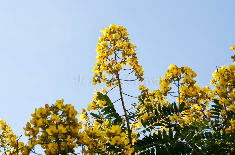 Senna Spectabilis Flower Tree with Blue Sky Stock Photo - Image of ...