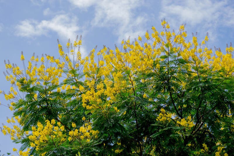 Senna spectabilis stock photo. Image of animals, senna - 134334902