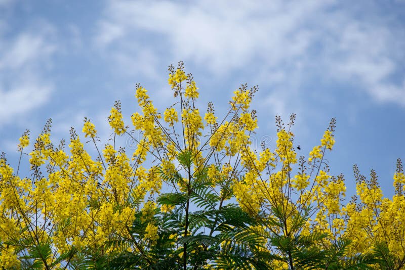 Senna Spectabilis Tree Blossoming in Kapaa on Kauai Island, Hawaii ...