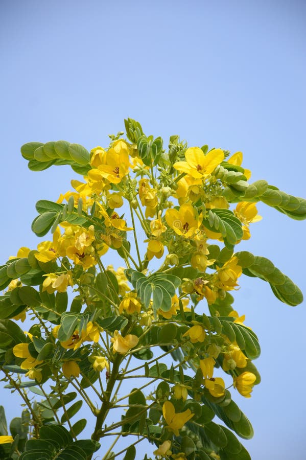 Senna Surattensis or Golden Senna or Glossy Shower Flower. Stock Photo ...