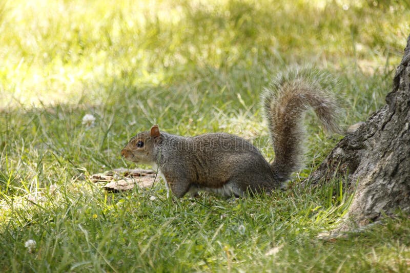 Worcester Ma Elm Park Stock Photos - Free & Royalty-Free Stock Photos ...