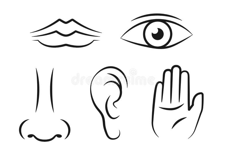 5 sense line icon set stock vector. Illustration of graphic - 203500823