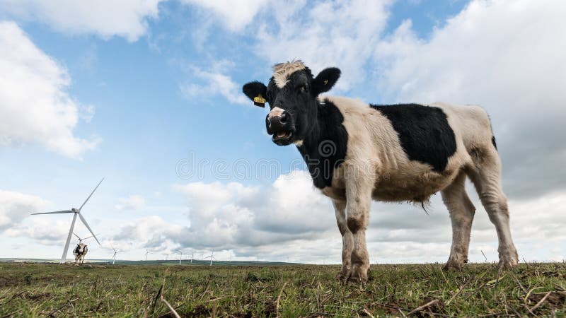 Cow and wind turbine stock image. Image of wind, wide - 62047445