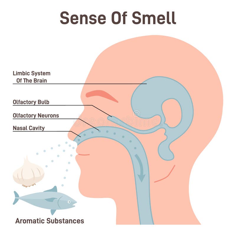 Sense Smell Limbic System Stock Illustrations – 43 Sense Smell Limbic ... Sense Smell Limbic System Stock Illustrations – 43 Sense Smell Limbic ...
