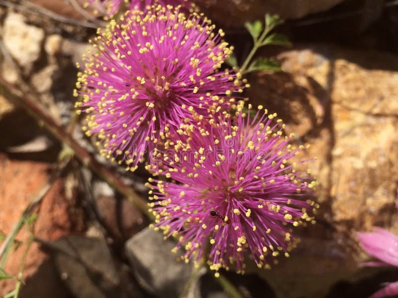 Sensitive Briar Plant and Flower, the Leaves Fold Up when Touched Stock ...