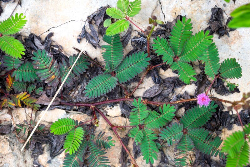 Sensitive Compound Leaf of Mimosa Pudica - Sensitive Plant, Sleeping ...