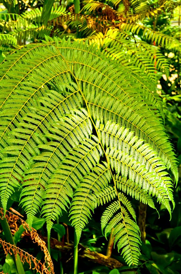 Sensitive Fern Fronds stock image. Image of color, plants - 29154303
