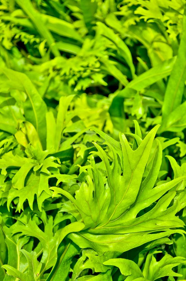 Mother Shield Fern, Polystichum Proliferum, Tasman Stock Image - Image ...