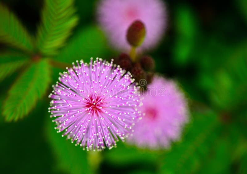 Sensitive plant flower stock photo. Image of beautiful - 86735962