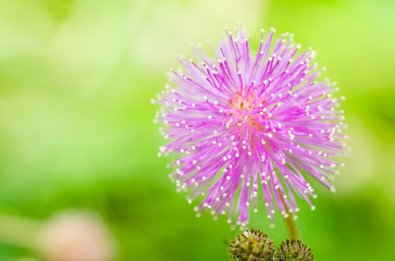 Sensitive Plant Flowers in the Green Nature Stock Photo - Image of ...