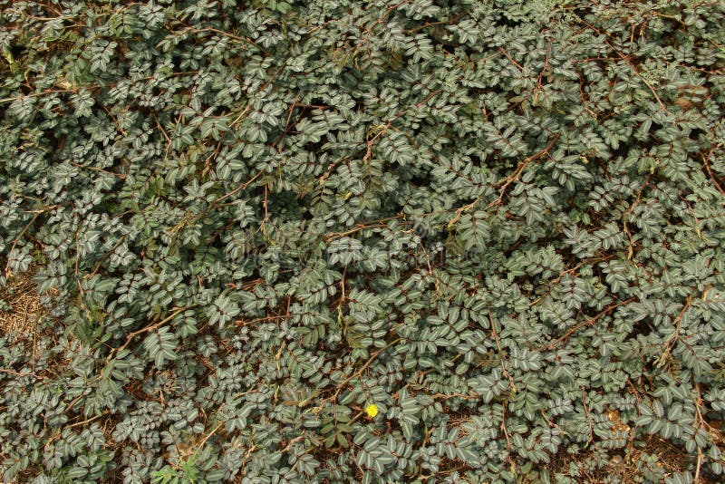 Sensitive plant stock image. Image of wings, silk, colourful - 40359213