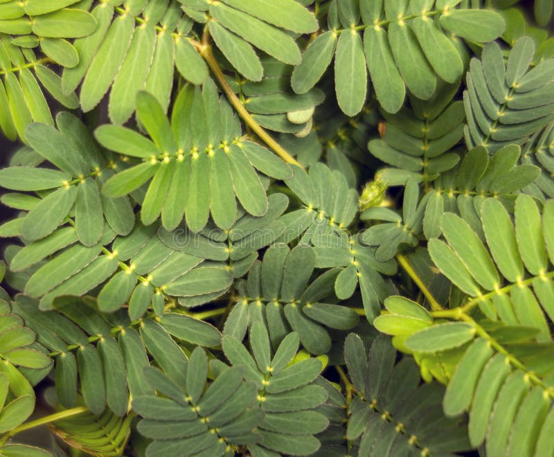 Sensitive plant leaves stock photo. Image of closeup - 248641302