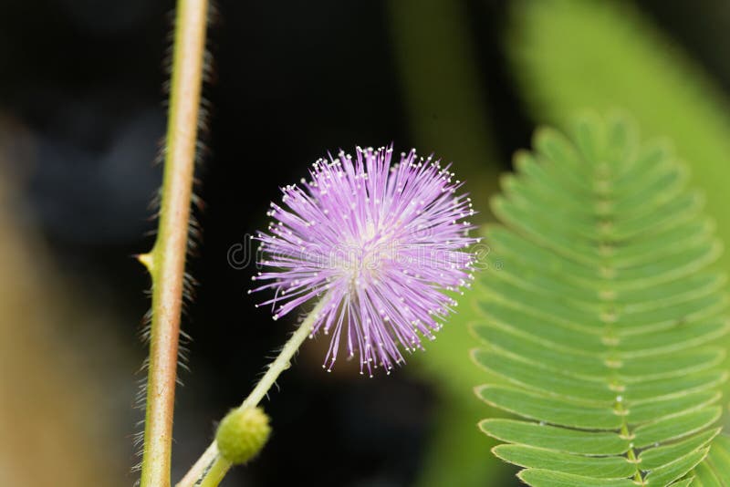 Sensitive Plant Mimosa Pudica Stock Photo - Image of plant, botany ...
