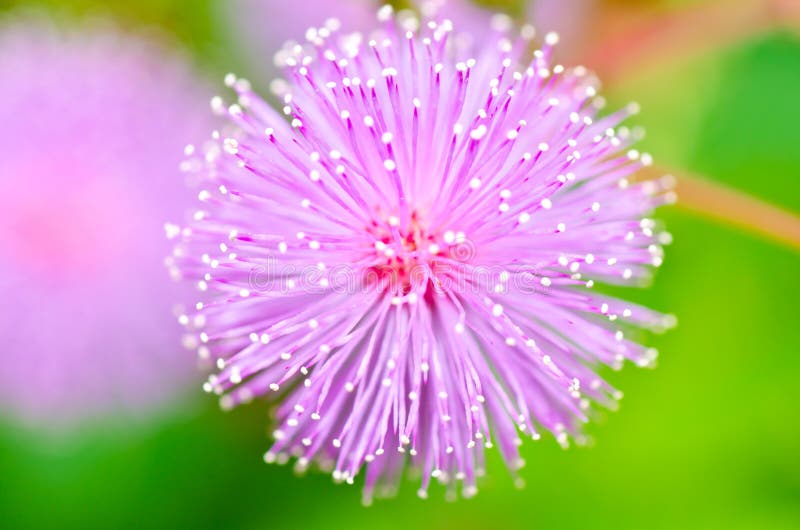 Sensitive Plant - Mimosa Pudica in Green Nature Stock Image - Image of ...