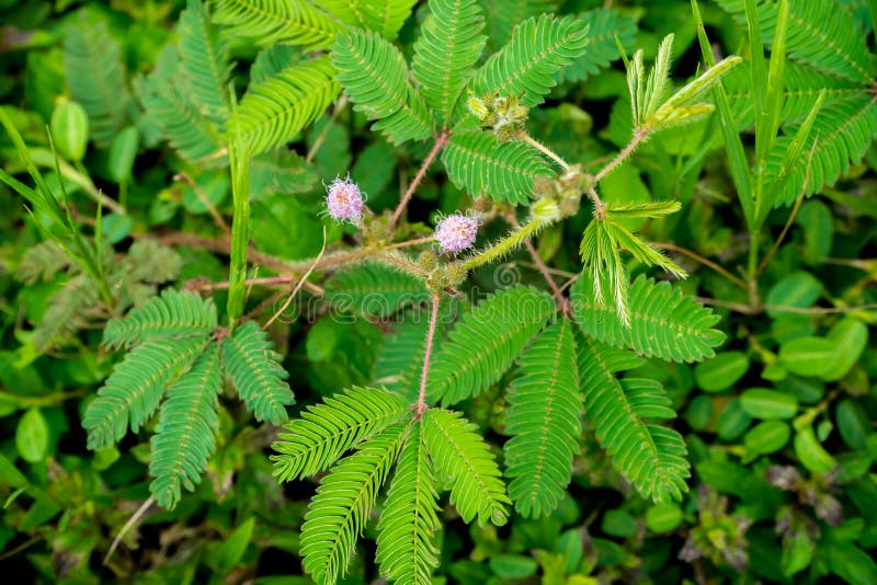 Sensitive Plant, Shamebush, Stock Photo - Image of beauty, fresh: 158474060