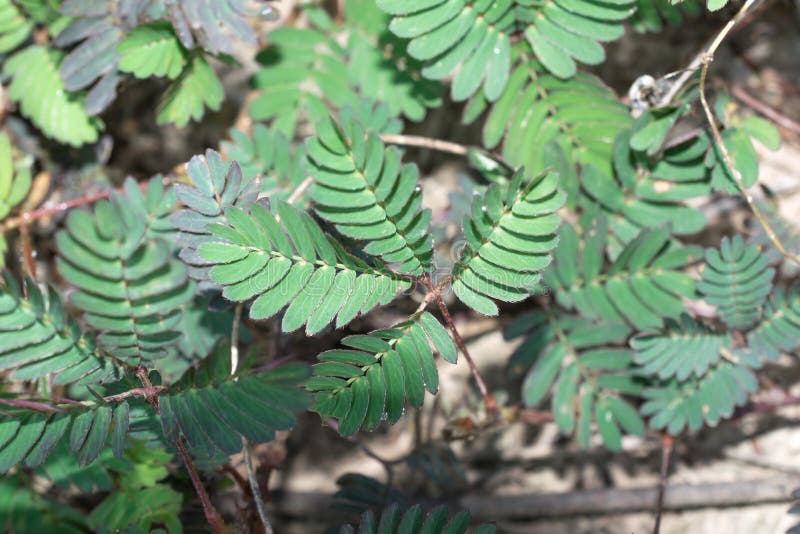 Sensitive plant tree stock image. Image of pudica, closeup - 61640339