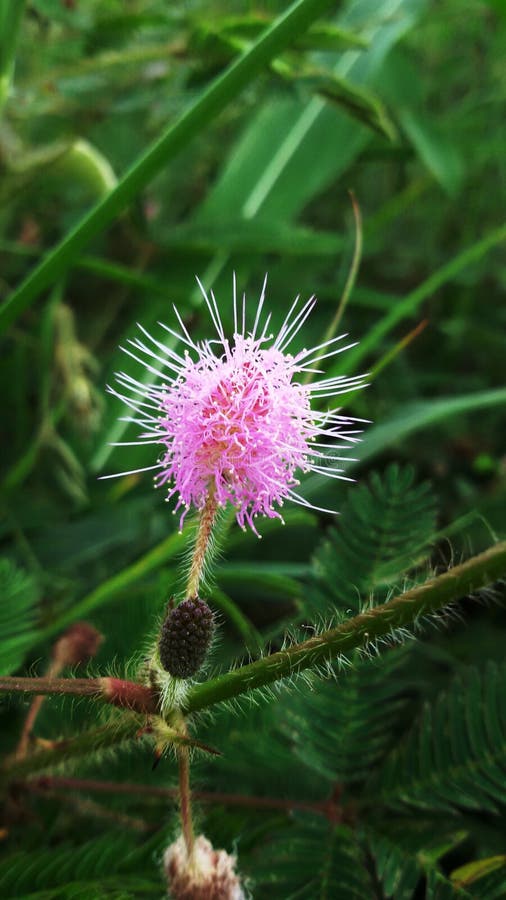 Sensitive plants stock image. Image of plants, color - 43275443